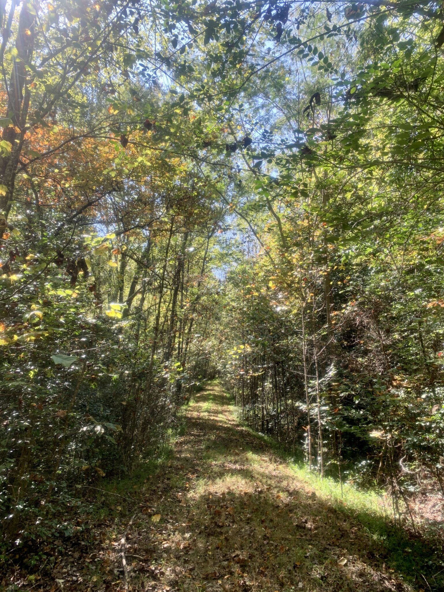 Ararat River Tract | theshipleyco.com