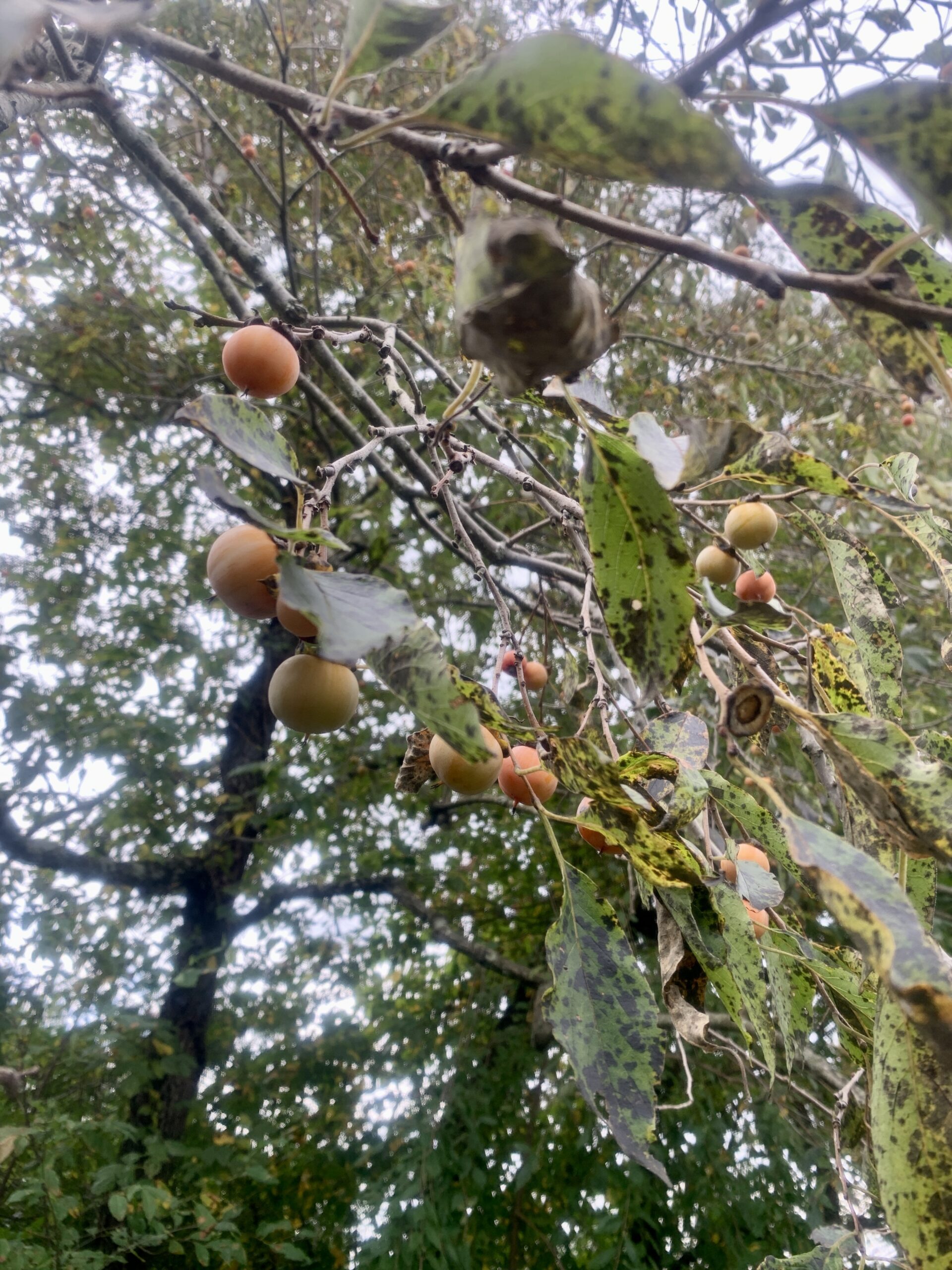 Slate Mountain Tract | theshipleyco.com