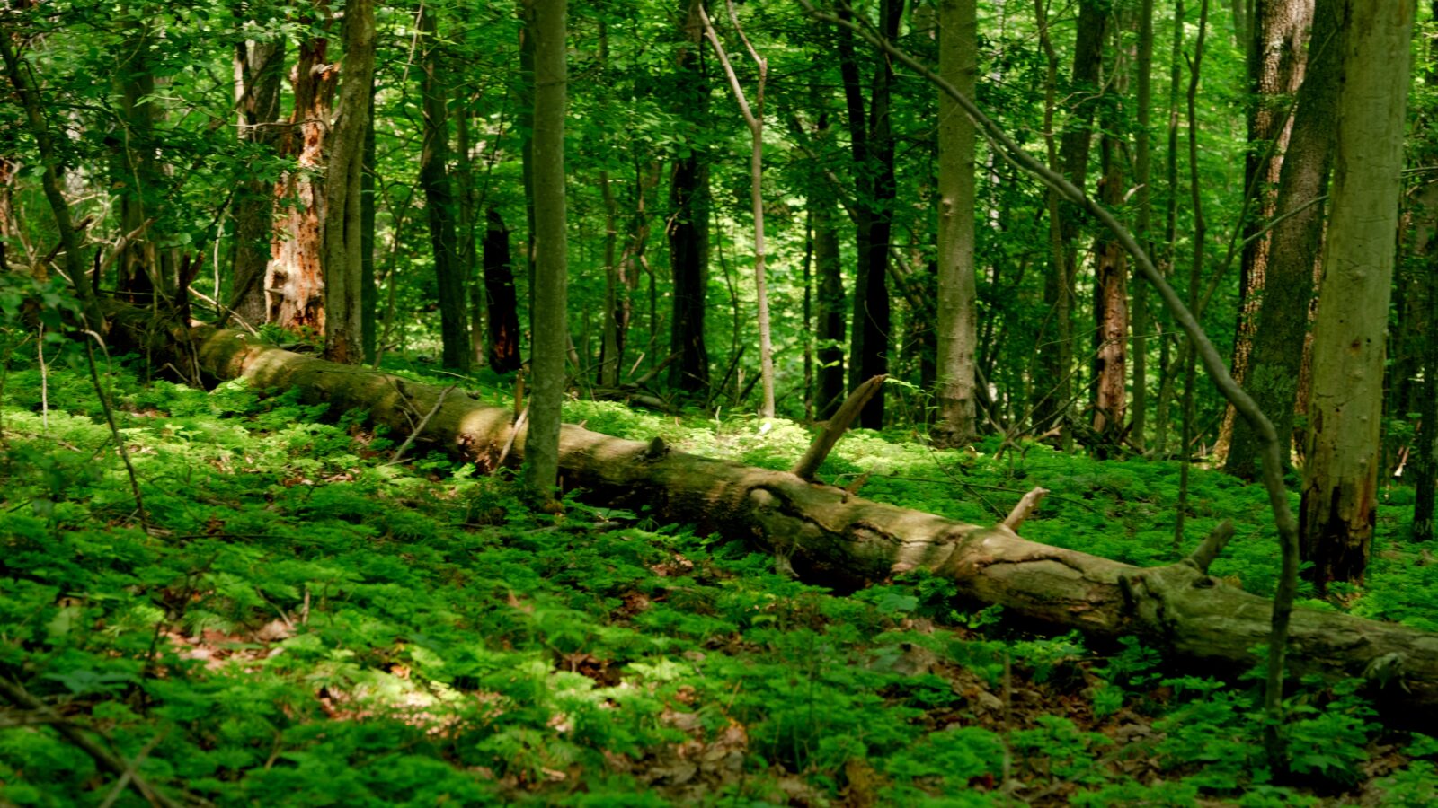 Strivers Way Tract | theshipleyco.com