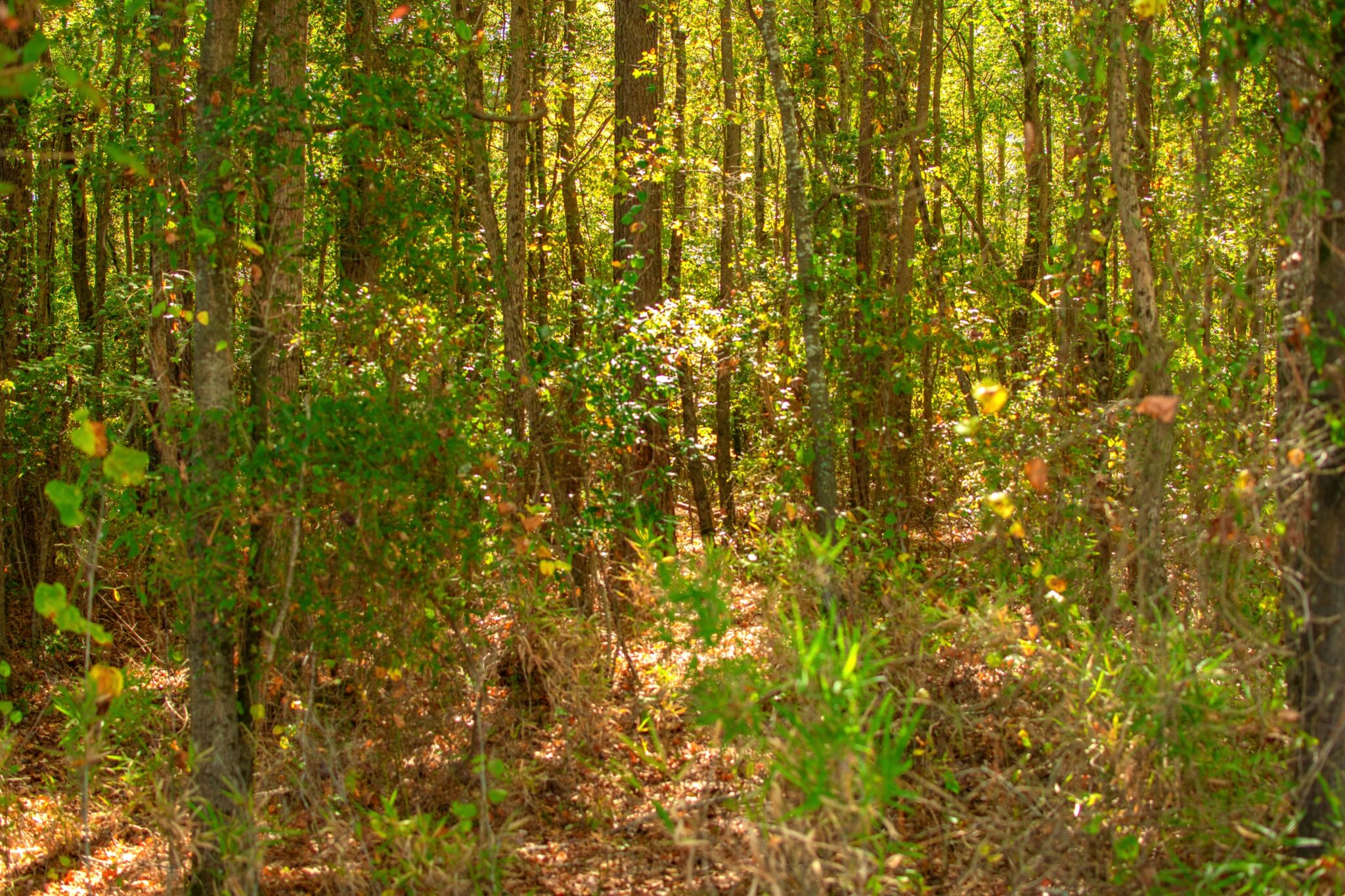 Roy Beach Tract | theshipleyco.com
