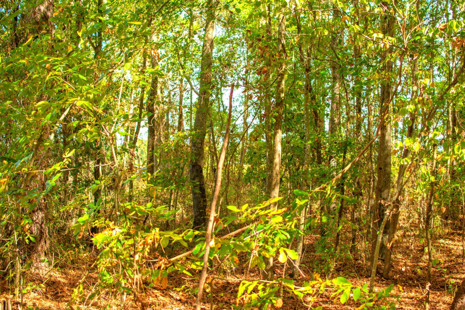Roy Beach Tract | theshipleyco.com