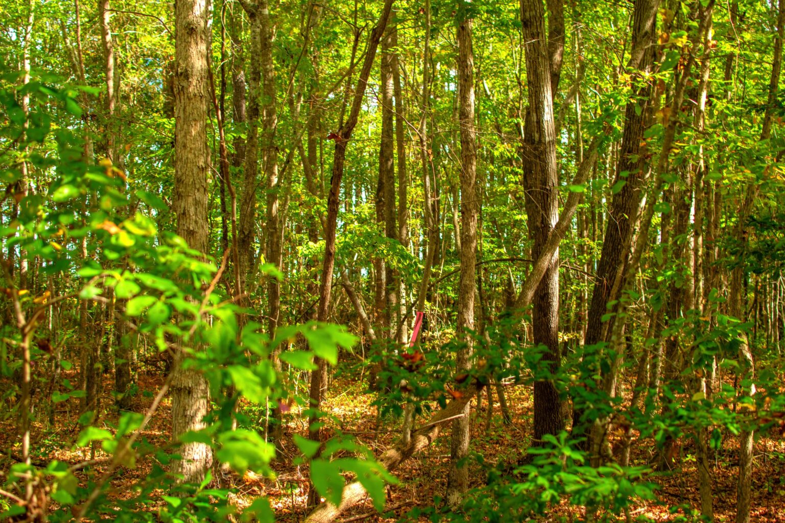 Roy Beach Tract | theshipleyco.com